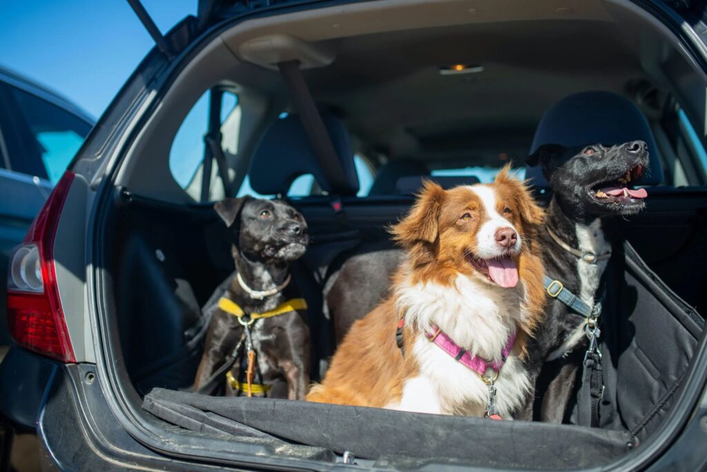 Influencer Marketing Agency for Pet Brands - HireInfluence.com
